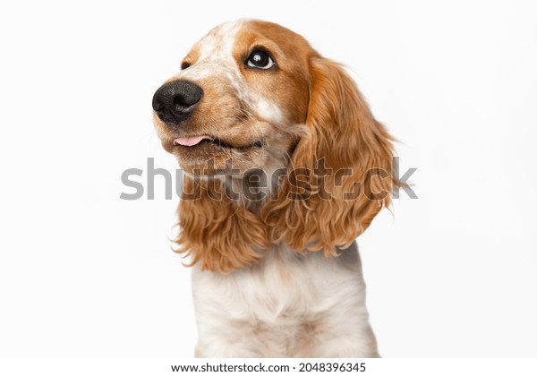 Closeup Muzzle Cute Cocker Spaniel Dog Stock Photo 2048396345 ...
