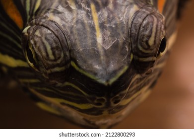 964 Sad turtle Images, Stock Photos & Vectors | Shutterstock