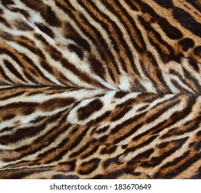 2,588 Ocelot fur coat Images, Stock Photos & Vectors | Shutterstock