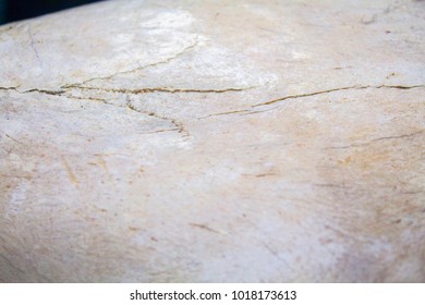 88,135 Bones texture Images, Stock Photos & Vectors | Shutterstock