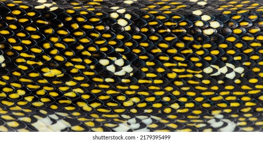1,052 Diamond Python Images, Stock Photos & Vectors | Shutterstock