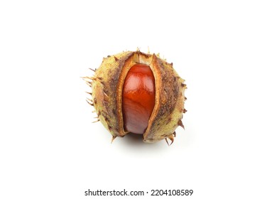 Closeup One Chestnut Inside Shell Isolated Stock Photo 2204108589 ...