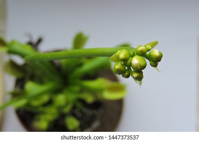 "Venus flytrap sprout" - 43 Ảnh, vector và hình chụp có sẵn | Shutterstock