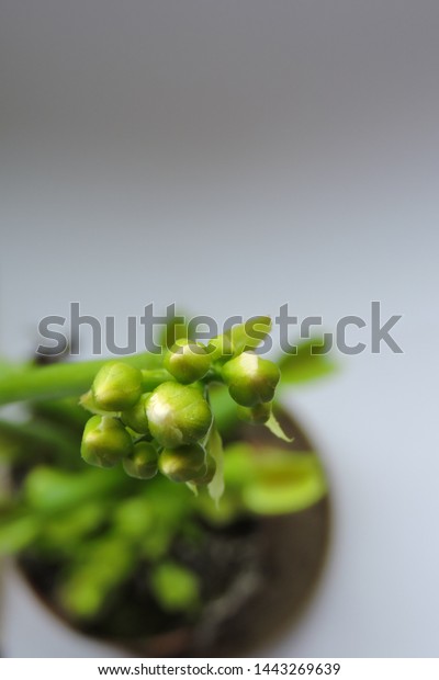 Closeup Opening Venus Flytrap Buds Leaves Stock Photo 1443269639 ...