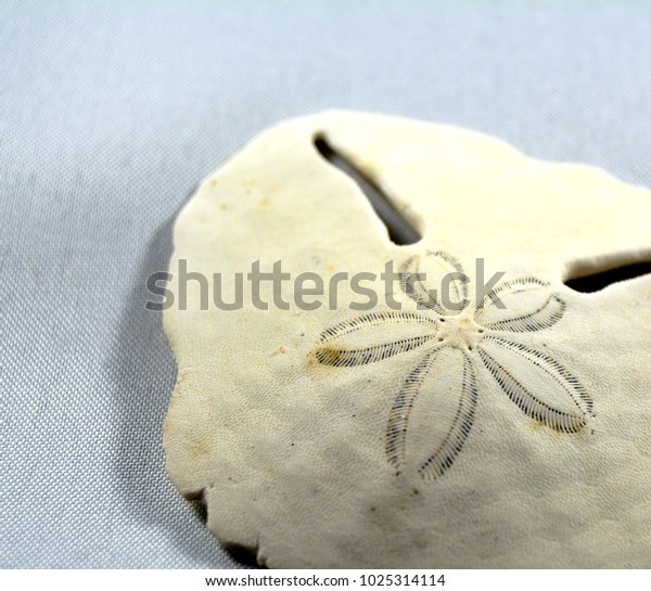 Closeup Pansy Shell Showing Texture Isolated Stock Photo 1025314114 ...