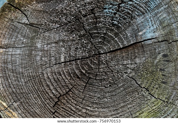 Closeup Patterns Old Tree Rings Stock Photo 756970153 | Shutterstock