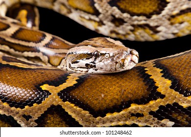 1,475 Molurus Python Images, Stock Photos & Vectors | Shutterstock