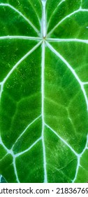 3,385 Texture daun Images, Stock Photos & Vectors | Shutterstock