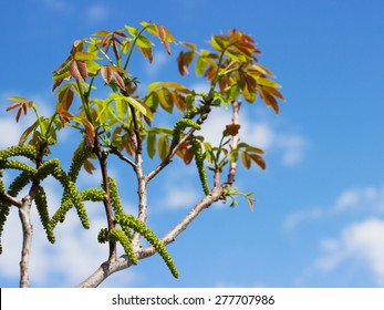 Closeup Photo Walnut Tree Blossoms Shoots Stock Photo 277707986 ...