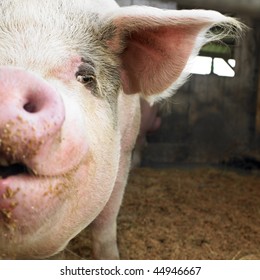 Closeup Pig Barn Facing Camera Square Stock Photo 44946667 | Shutterstock