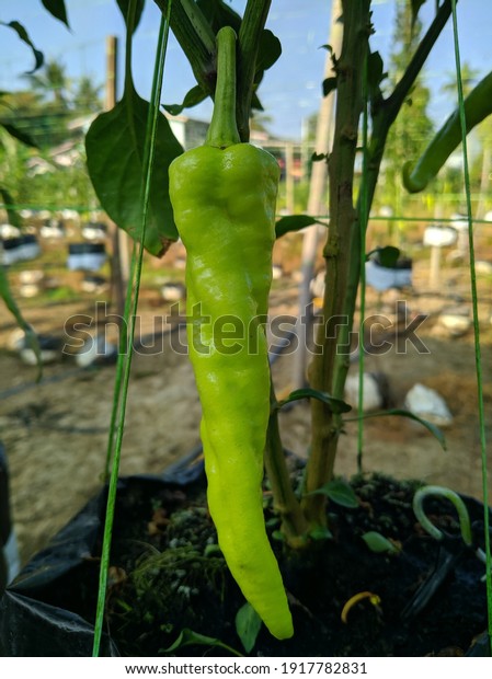 Closeup Planting Chilli Fertigation Method Selectif Stock Photo ...