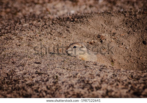 Closeup Pocket Gopher Looking Back Soil Stock Photo 1987122641 ...