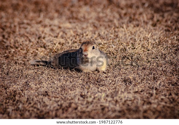 Closeup Pocket Gopher Looking Back Soil Stock Photo 1987122776 ...