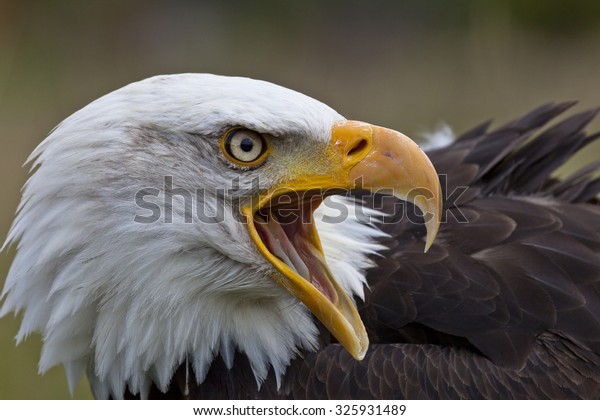 Closeup Portrait Bald Eagle Looking Right Stock Photo (Edit Now) 325931489