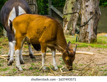 147 Javan banteng Images, Stock Photos & Vectors | Shutterstock