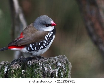 102 Diamond finch Images, Stock Photos & Vectors | Shutterstock