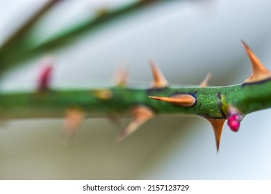 30,607 Prickly stem Images, Stock Photos & Vectors | Shutterstock