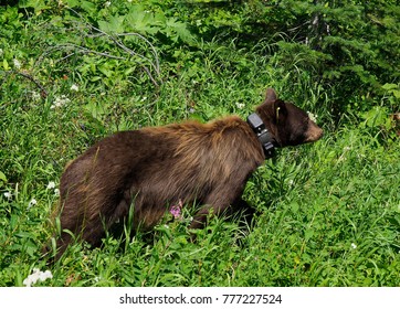 377 Skinny Bear Images, Stock Photos & Vectors | Shutterstock