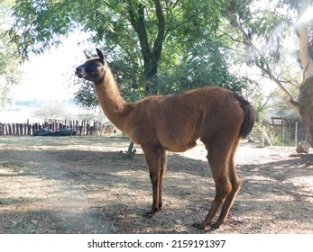 765 Llama side Images, Stock Photos & Vectors | Shutterstock