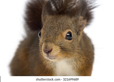 3,565 Squirrel front Images, Stock Photos & Vectors | Shutterstock