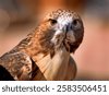 361,479 Hawk Royalty-Free Images, Stock Photos & Pictures | Shutterstock