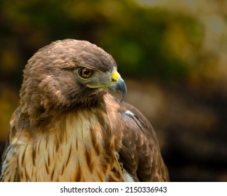 16,591 Red falcon Images, Stock Photos & Vectors | Shutterstock