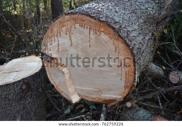 Closeup Rings Inside Tree Trunk Stock Photo 762759226 | Shutterstock