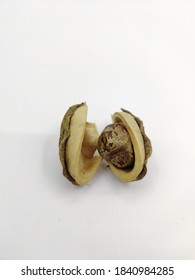 611 Rubber seed shell Images, Stock Photos & Vectors | Shutterstock