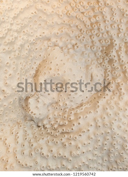 Closeup Sea Shell Texture Stock Photo 1219560742 | Shutterstock