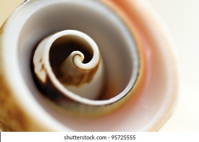 Closeup Seashell Cut Open Stock Photo 95725555 | Shutterstock