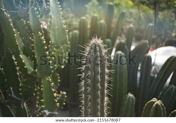 Closeup Sharp Prickly Cactus Plant Stock Photo 2155678087 | Shutterstock