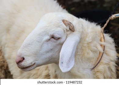 Closeup Sheep Stock Photo 119487232 | Shutterstock