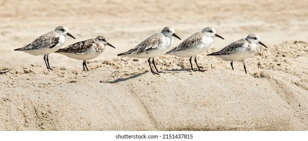 Closeup Shot Flock Sandpiper Birds On Stock Photo 2151437815 | Shutterstock Closeup Shot Flock Sandpiper Birds On Stock Photo 2151437815 | Shutterstock