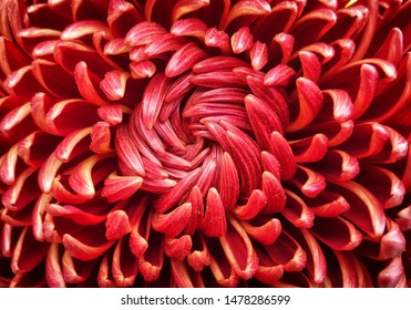 Closeup Shot Red Flower Complex Structure Stock Photo 1478286599 ...