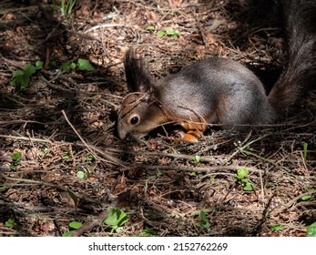3,293 Grey tick Stock Photos, Images & Photography | Shutterstock