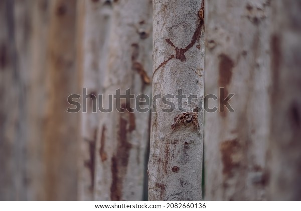 Closeup Shot Row Thin Tree Trunks Stock Photo 2082660136 | Shutterstock
