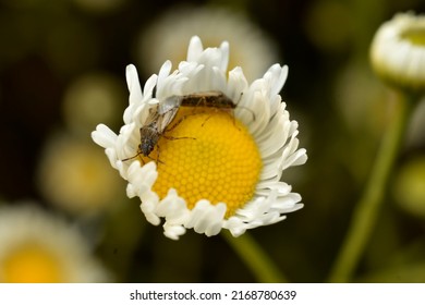 10,791 Sharp bug Images, Stock Photos & Vectors | Shutterstock