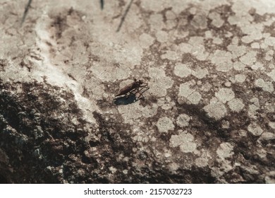 16,705 Rock bug Images, Stock Photos & Vectors | Shutterstock