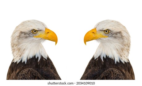 Closeup Shot Two Eagles Facing Each Stock Photo 2034109010 | Shutterstock