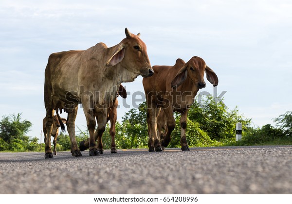 Closeup Shots Lowlying Cows Strolling On Stock Photo 654208996 ...