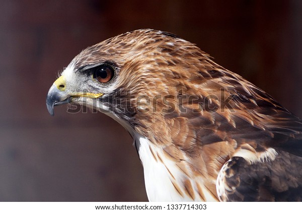 Closeup Side Profile Hawk Stock Photo 1337714303 | Shutterstock