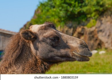 Closeup Side View Camel Face Stock Photo 1880803159 | Shutterstock