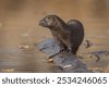 1,738 American Mink Royalty-Free Images, Stock Photos & Pictures ...