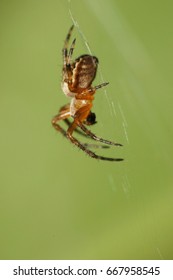 195 Solpuga Images, Stock Photos & Vectors | Shutterstock