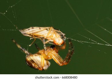 195 Solpuga Images, Stock Photos & Vectors | Shutterstock