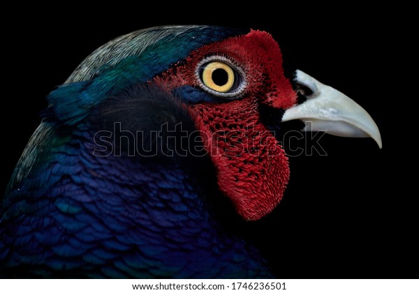 Closeup Side View Wild Pheasant Head Stock Photo 1746236501 | Shutterstock