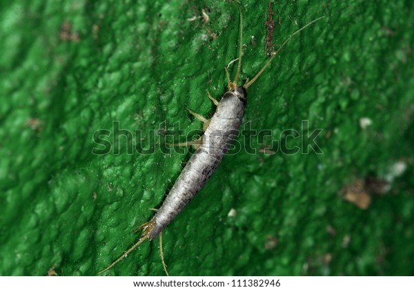Closeup Silverfish Stock Photo 111382946 | Shutterstock