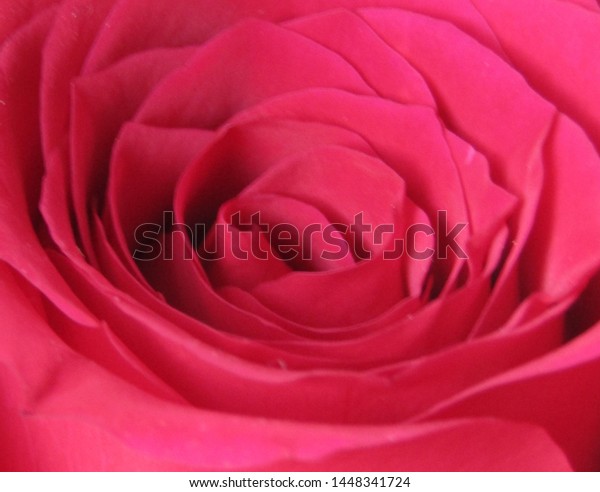 Closeup Single Budding Rose Stock Photo (Edit Now) 1448341724