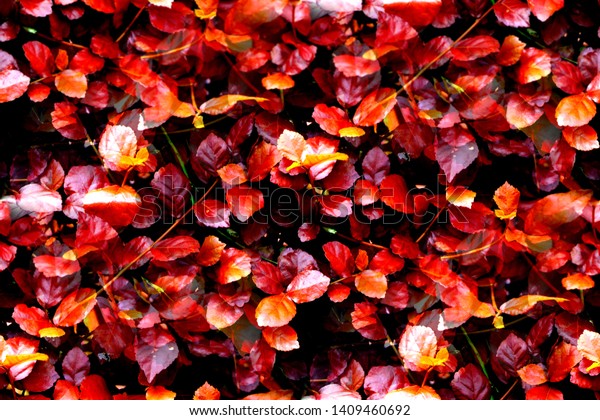 Closeup Small Red Leaves Pattern On Stock Photo 1409460692 | Shutterstock
