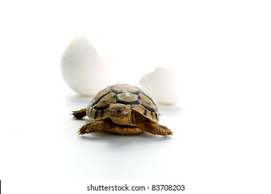 3,397 Tortoise Eggs Images, Stock Photos & Vectors | Shutterstock